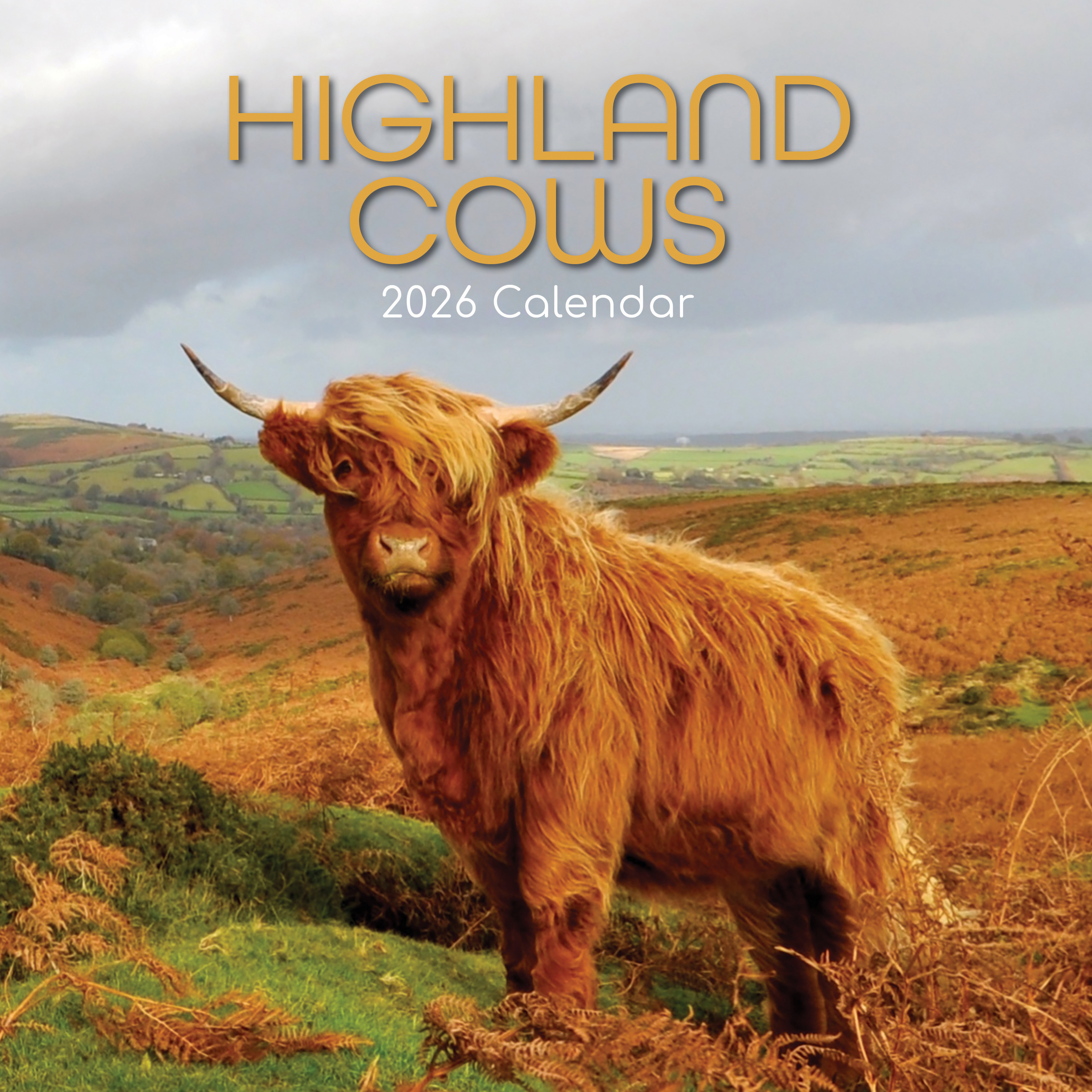 Highland Cow Decor 2026 Highland Cow Wall Calendar Cow Calendar Gestation
